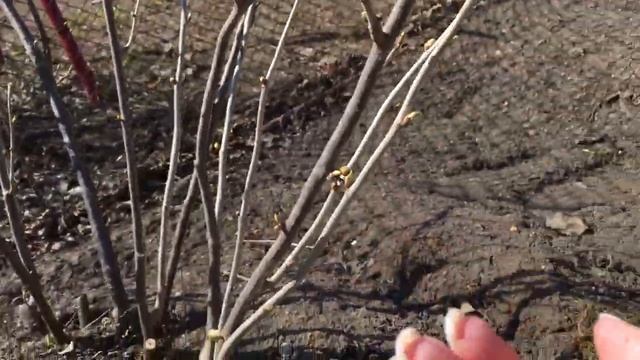 Срочно проверь смородину! Это нужно сделать обязательно весной! Осмотри свою смородину