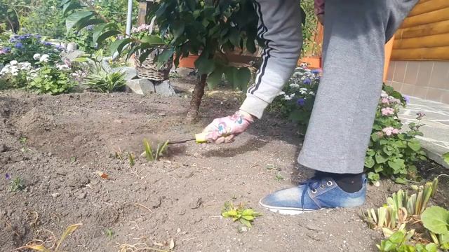 Чем и зачем подкармливать сад в сентябре? Делюсь своим опытом