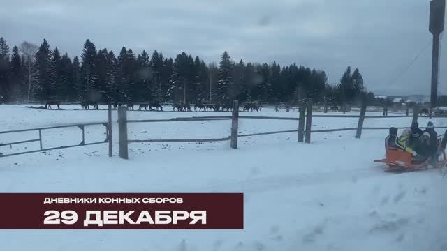 Дневник конных сборов от 29 декабря