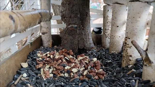 Выбираем орех