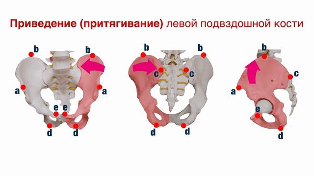 7-Я БОКОВАЯ МЫШЕЧНАЯ ЛИНИЯ.