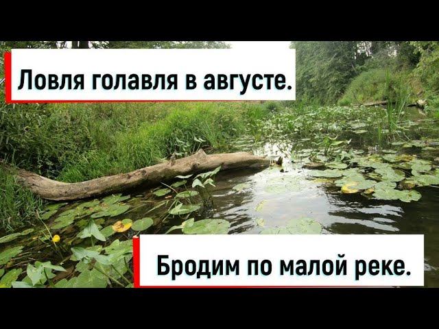 Ловля голавля в августе. Бродим по малой реке. Поймал не то на что рассчитывал!!!