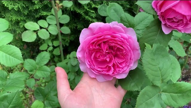 🌹 Роза Принцесса АЛЕКСАНДРА оф КЕНТ  ⭐️Часть 1