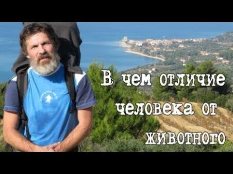 В чем отличие человека от животного