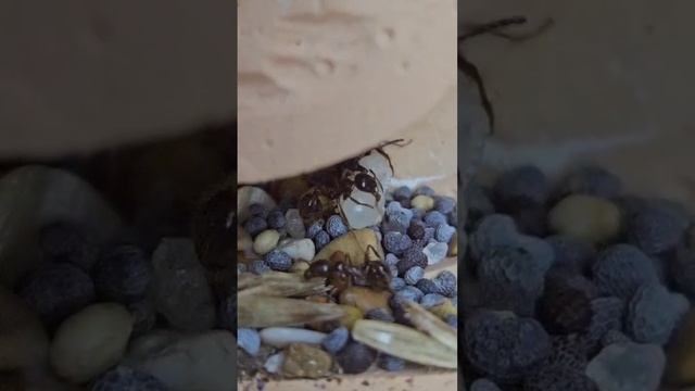 Муравьиная ферма. Ухаживают за будущим потомство.