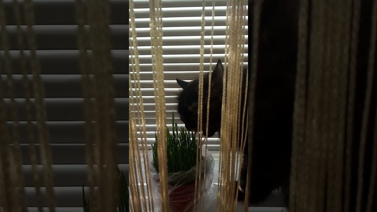 Трава для кошек от Эльф