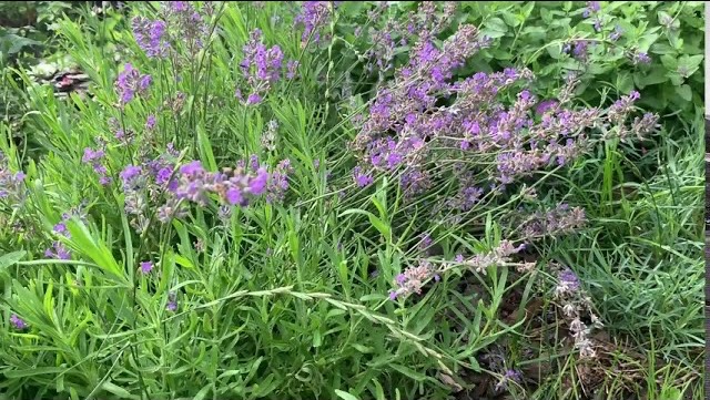 ❄️Зимостойкая ЛАВАНДА 🌸Сорт МАНСТЭД ⭐️Обзор 🌸Lavandula angustifolia ‘MANSTEAD’🌸