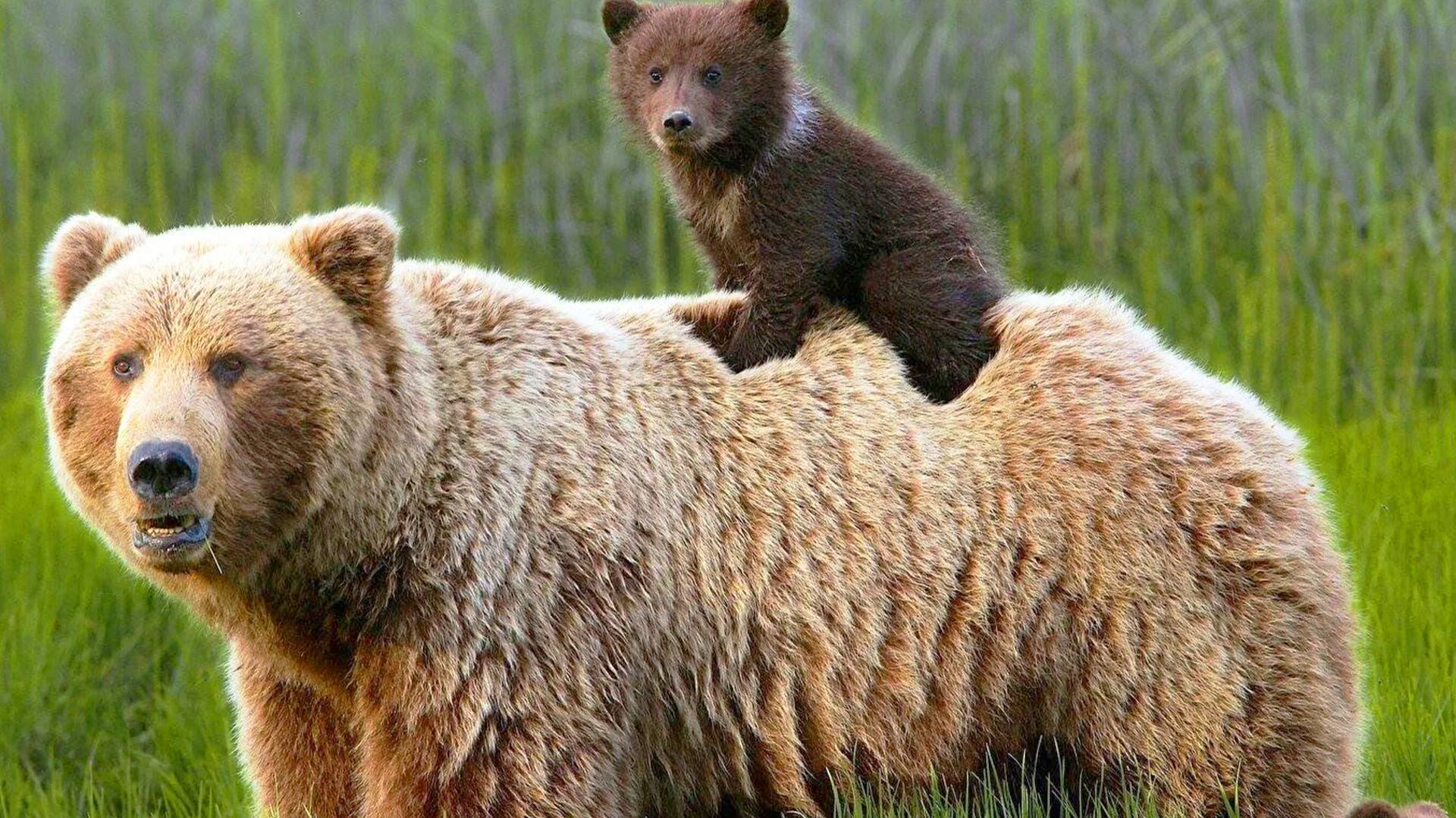 БУРЫЙ МЕДВЕДЬ - огромный хищник и хозяин лесов