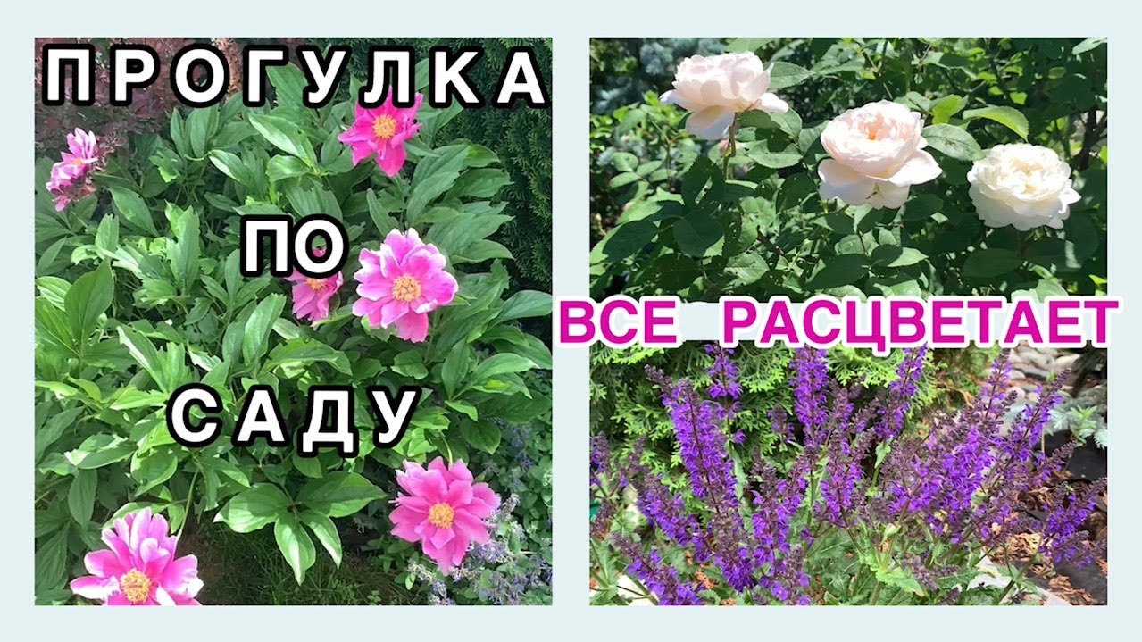 🌸Сад начинает ⭐️ РАСЦВЕТАТЬ💃🏻 ПРОГУЛКА ПО САДУ🌹