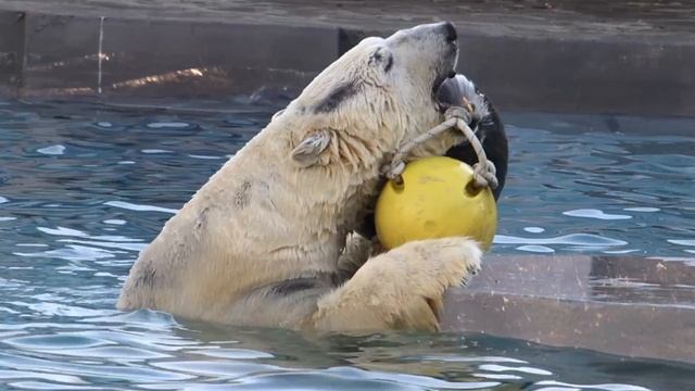 👋 Приходите порадоваться вместе с белыми медведями!