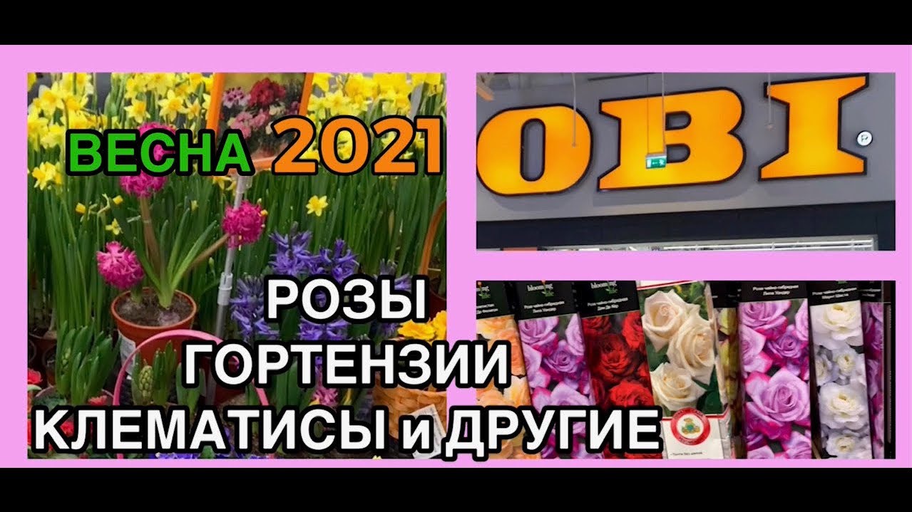 🎬ОБИ🌹РОЗЫ🌸ГОРТЕНЗИИ🌼КЛЕМАТИСЫ и другие растения в коробках