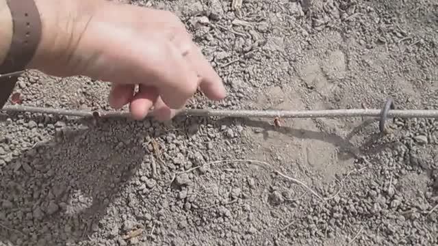 Размножение фундука отводками (шаг 1)