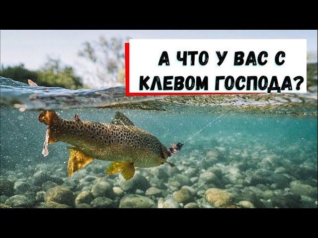 ЛОВЛЯ ПРУДОВОЙ ФОРЕЛИ СРБ ПАРУС СЕВЕР