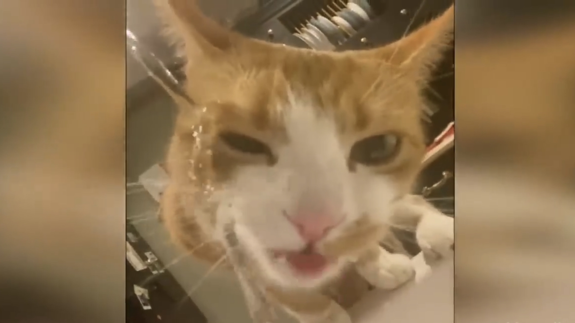 Глупые и смешные.. коты, 2.