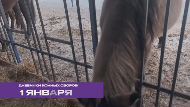 Дневник конных сборов от 1 января