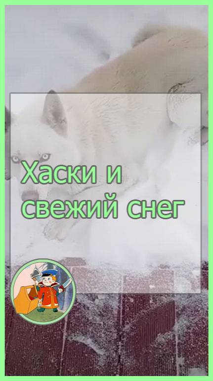 Хаски радуется свежему снегу