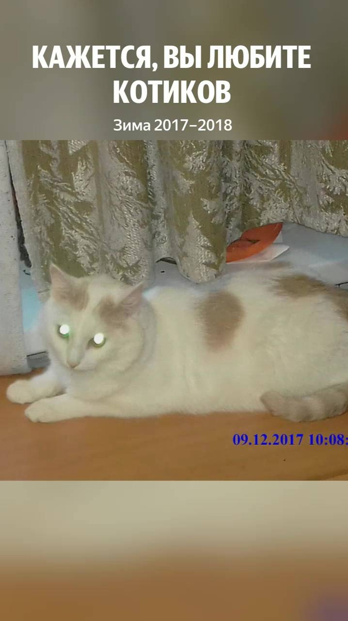 Видео_ Кажется, вы любите котиков. Зима 2017 – 18гг.