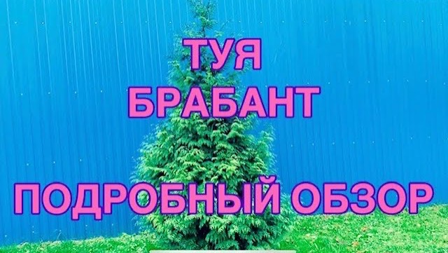 🌲Туя западная БРАБАНТ⭐️Подробный ОБЗОР ✨как посадить✨как ухаживать✨как выглядит в разном возрасте🐝