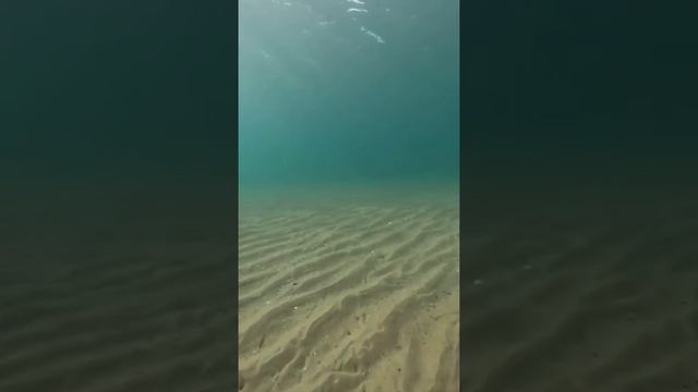 Обследование морского дна в районе пляжей Анапы драйверами 15 января: мазута нет