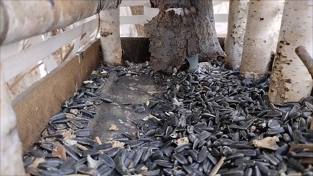 Лазоревка прилетела на обед к синичкам.Приятного аппетита.