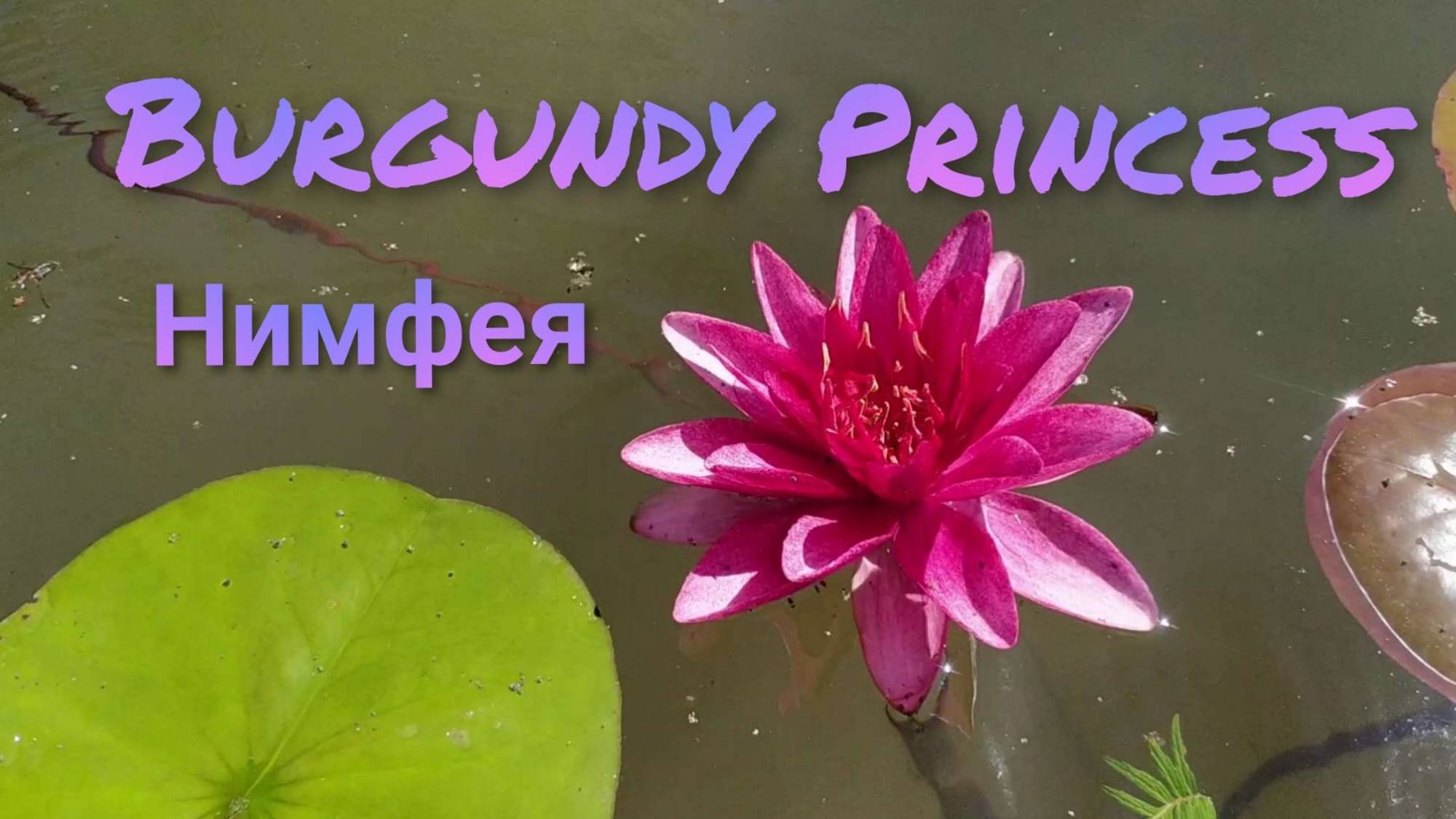 Кувшинка (нимфея) Бургунди Принцес . Water lily (Nymphaea) Burgundy Princess