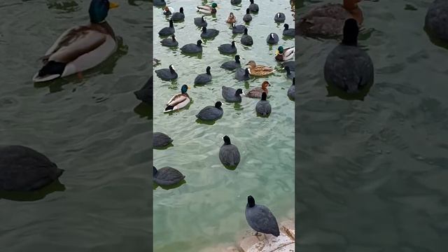 Изобилие птиц на набережной Сакского озера. Пруд Ковш. Саки. Крым. Координаты: 45.128665, 33.578927