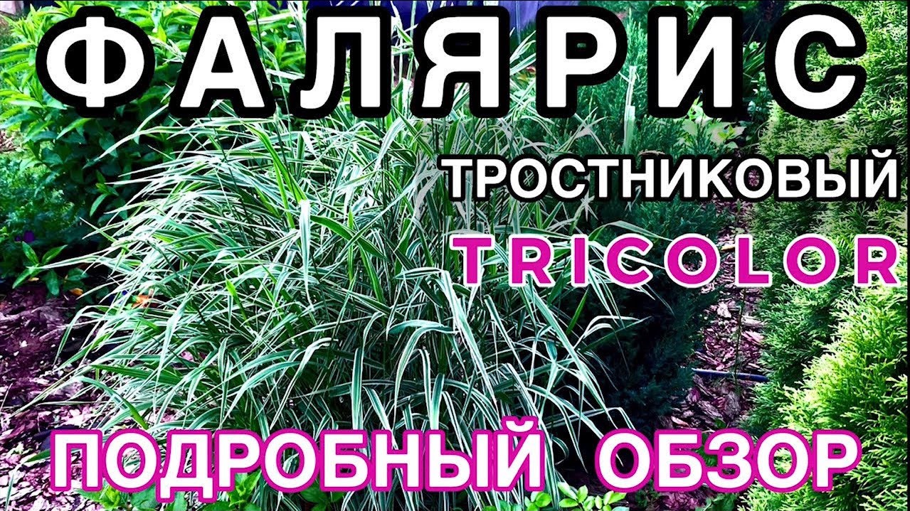🌾ФАЛЯРИС 🌾тростниковый 🌾сорт ‘ТРИКОЛОР’ в моем саду⭐️ОБЗОР🌿Делюсь опытом выращивания