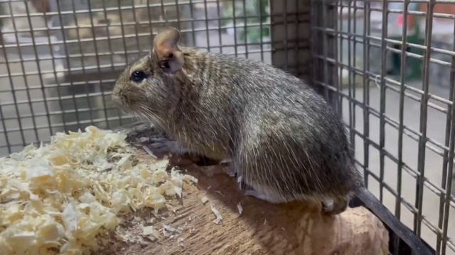 ⚡️Рубрика #Красная_Книга📕🔺 Знакомьтесь – Дегу.