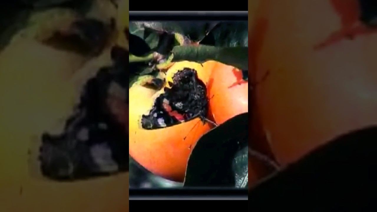 Человек должен терпеть самого себя #афон