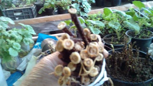 по просьбе подписчика пробуем укоренить черенки подвоя оставшегося после зимней прививки. начало