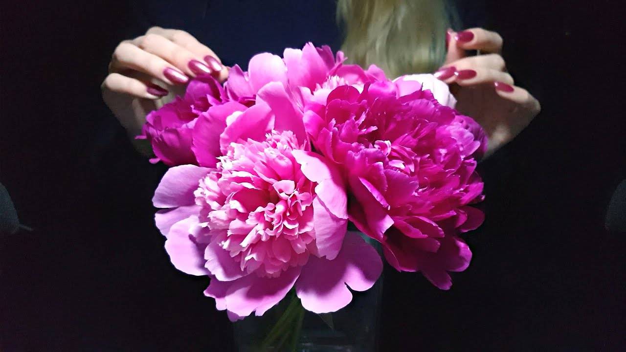 АСМР Невероятные ПИОНЫ