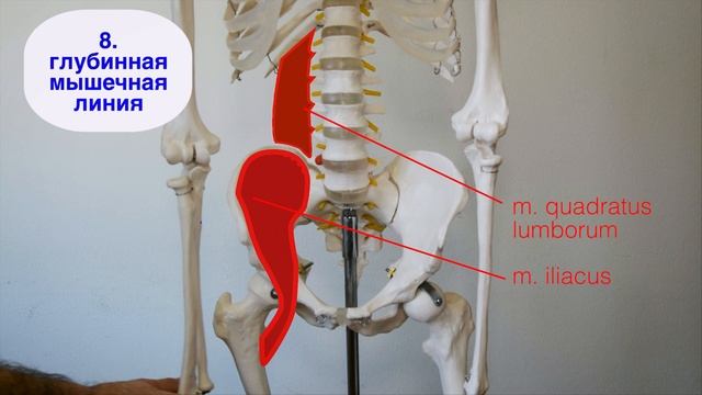 8-Я ГЛУБИННАЯ МЫШЕЧНАЯ ЛИНИЯ