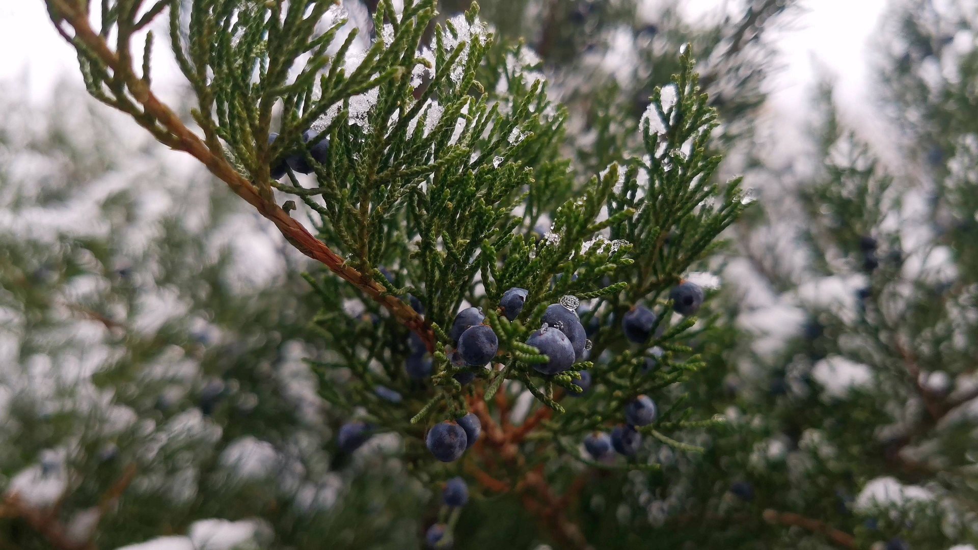 Погода 2025-01-15 Какая зима должна быть?