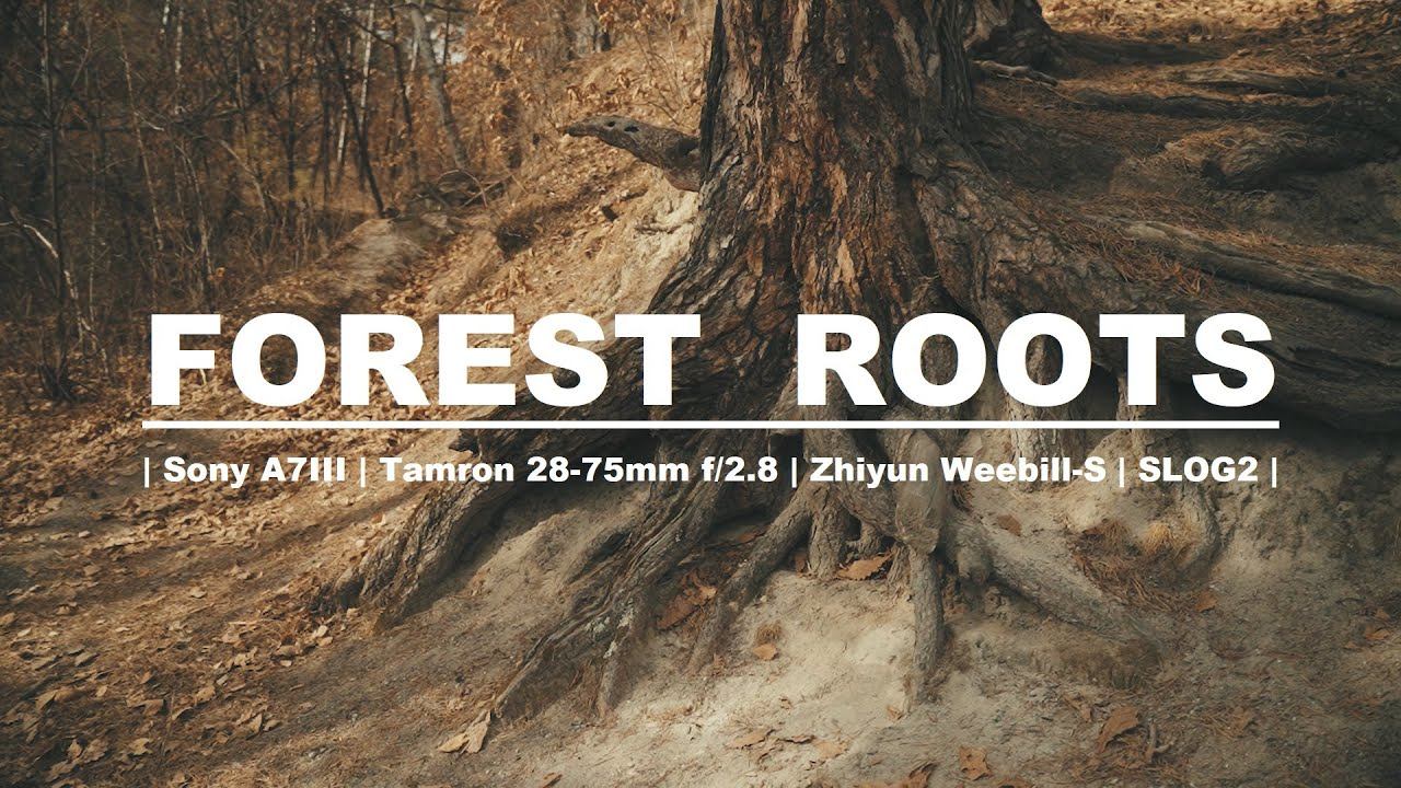 Сосновый лес, с.Белогорье, Мухинка | Sony A7III | Tamron 28-75mm f/2.8 | Zhiyun Weebill-S | SLOG2 |