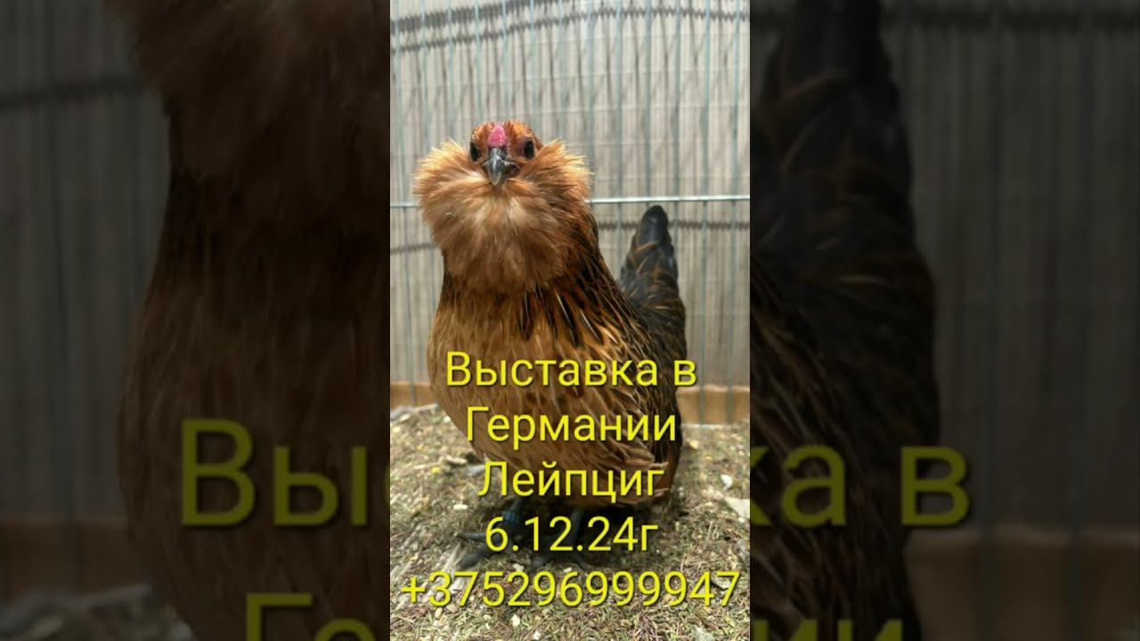 Европейская  выставка породной птицы ,Лейпциг ,Германия. 6 декабря 2024г. Куры ,голуби и кролики