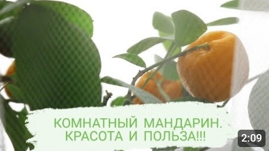 КОМНАТНЫЙ МАНДАРИН🍊КРАСОТА И ПОЛЬЗА!
