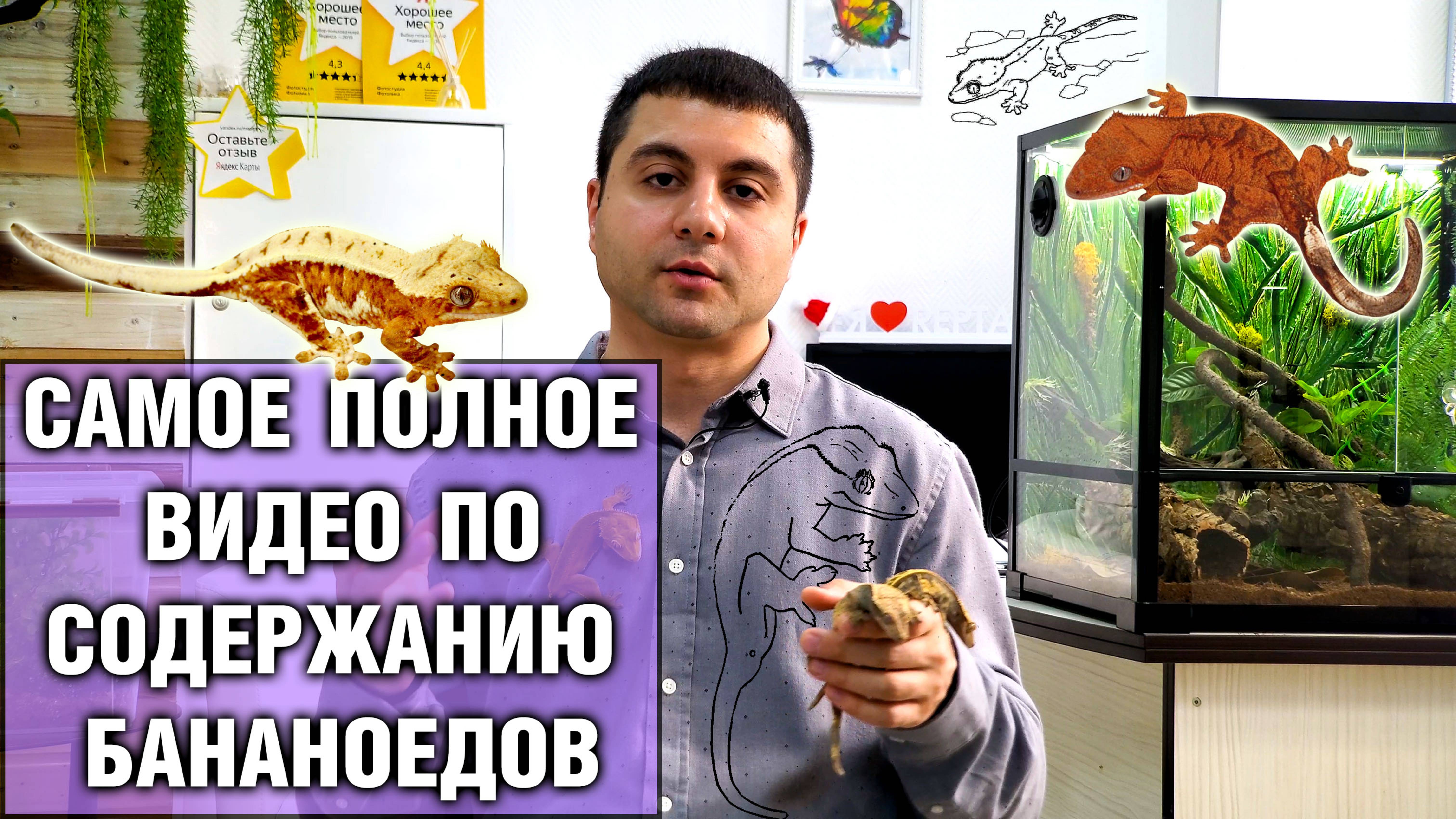 Бананоед реснитчатый — Содержание геккона в домашних условиях