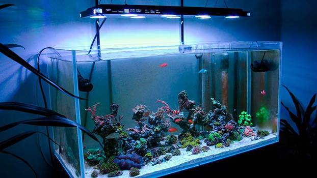 Освещение аквариума. Что лучше применять. Часть 1