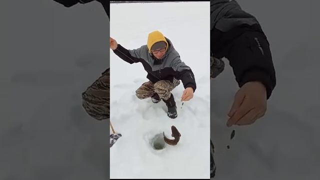 Налимчик в марте 670 гр.