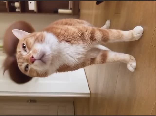 ВИДЕОЗАЛИПАЛКА животные_2 для мобилы