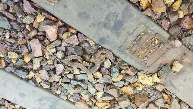 Щитомордники на рельсах 3 (телефон)