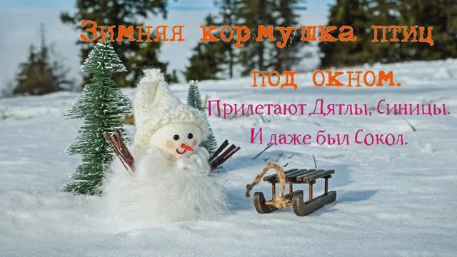 Зимняя кормушка под окном и какие птицы к нам прилетают.