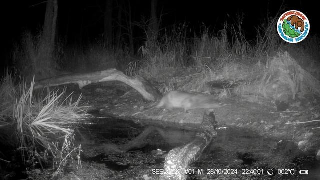 28.10.2024.Выдра.Заповедник "Большая Кокшага".Выдра идет по берегу в ночное время