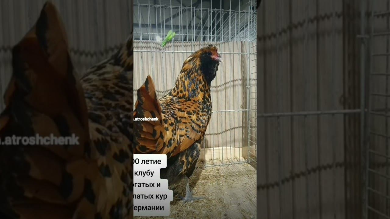 Продолжение 3 часть выставка рогатых кур