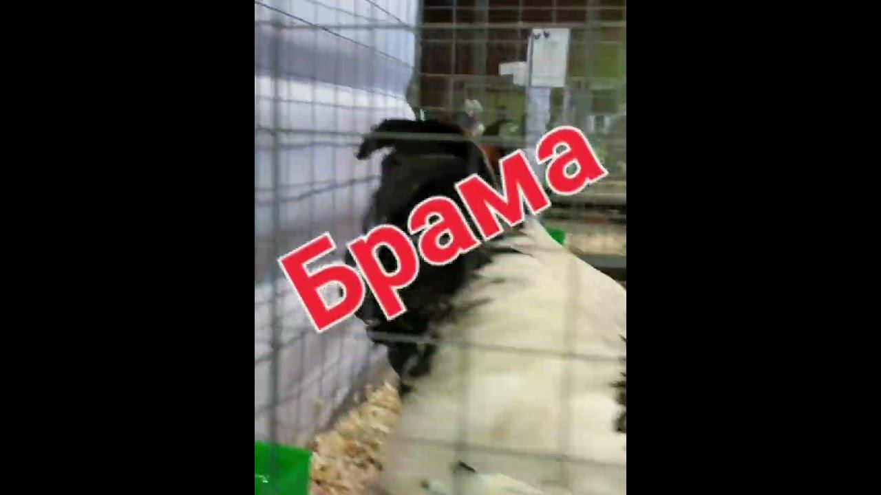 Выставка породной птицы кур ,Гордость России 2023 в Коломне, наше участие на выставке