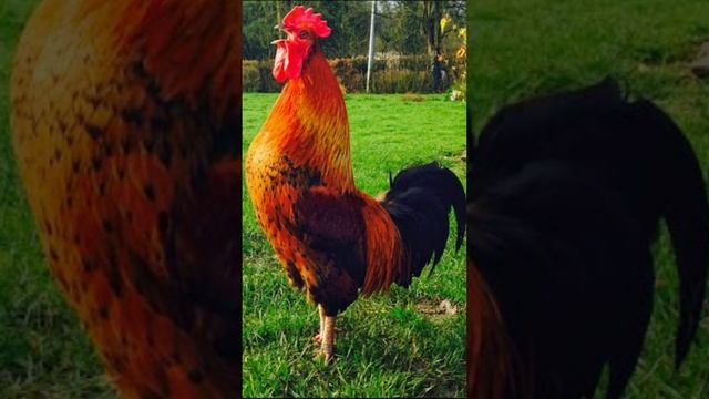 Петух Кукарекает. Как Кукарекает Петух. Звук Петуха