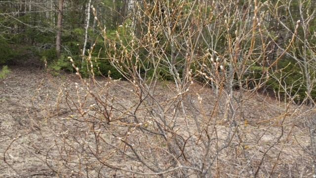 Песня про двух медведей