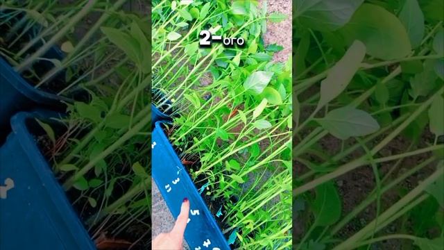 Важное условие для массовых посадок. Не пропустите