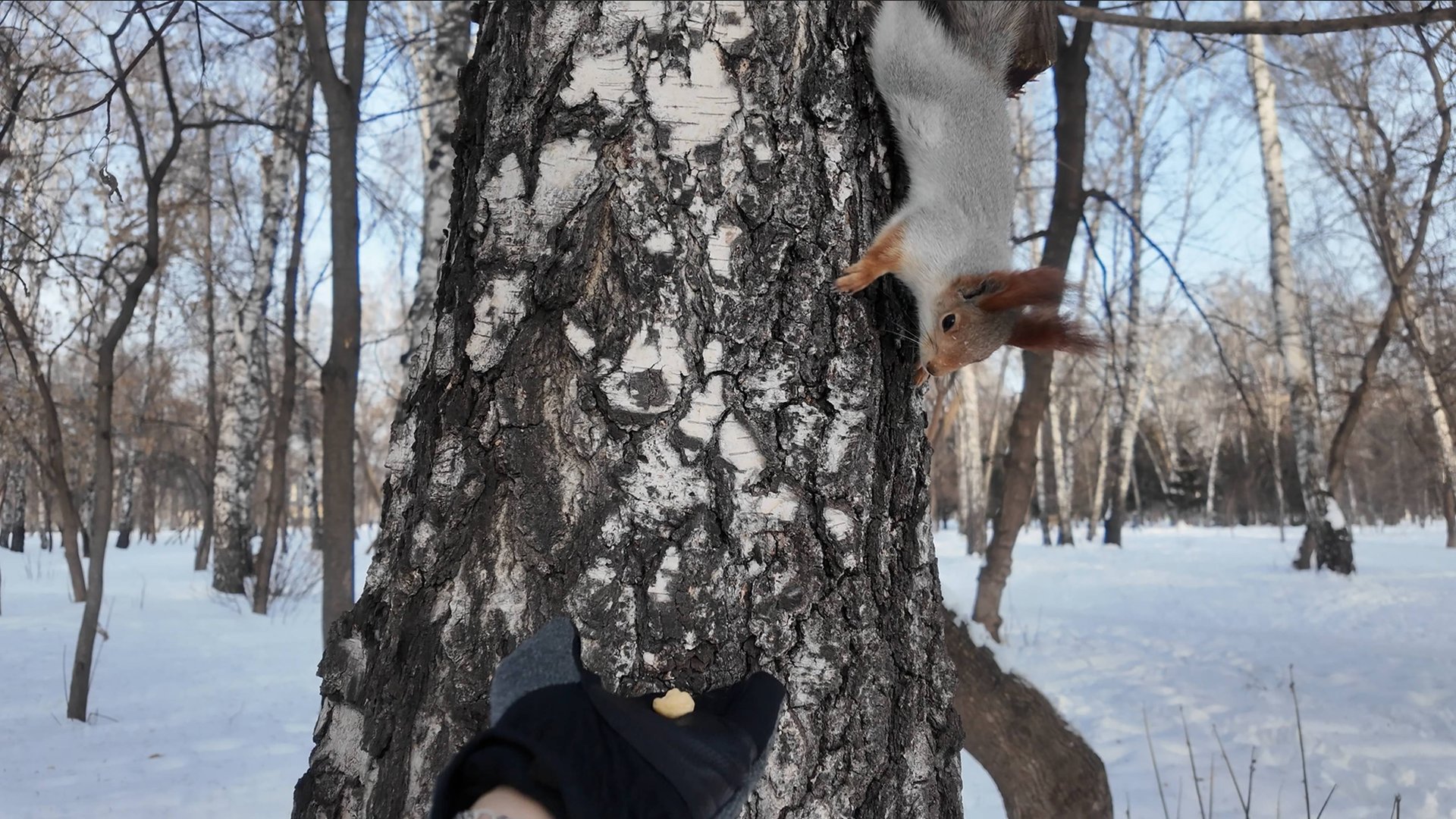 У белочек обед