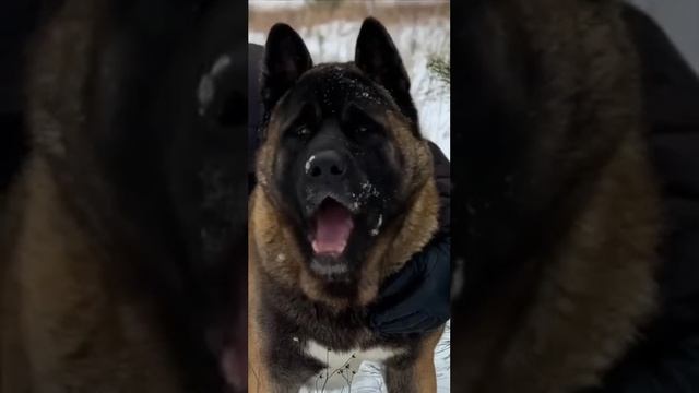 Поющая Акита!)